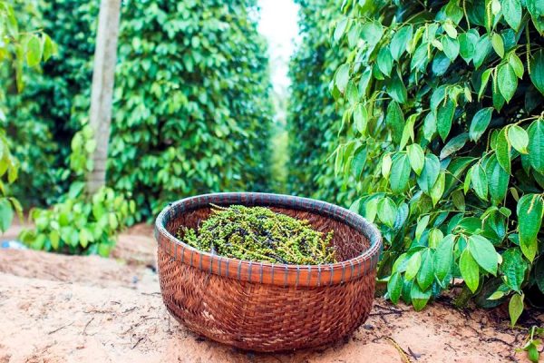 Phu Quoc Pepper Farms - Viet Dan Travel